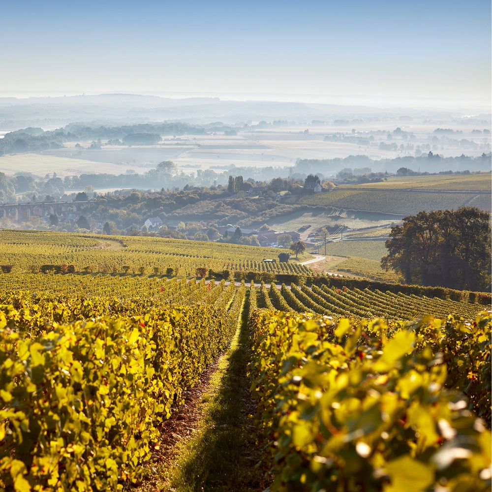 Buy Loire Valley Wines Online – Grand Vin Pte Ltd