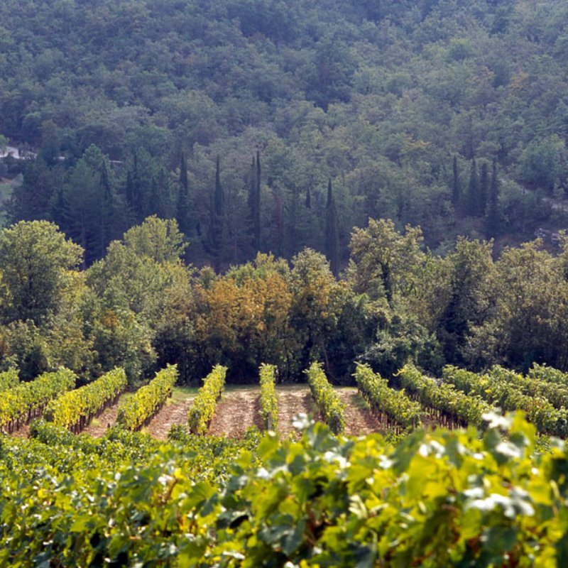 Grand Vin: The Fine Wine Merchant of Choice – Grand Vin Pte Ltd